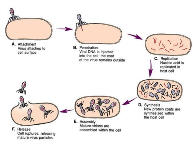 Lectral 5.Viral pathogenesis and viral genetics.pdf