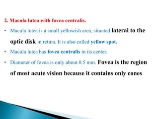 Lectuer retina1 | PPT