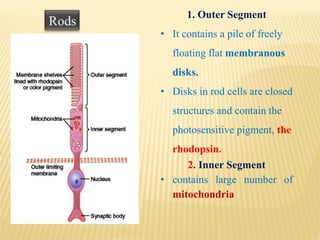 Lectuer retina1 | PPT