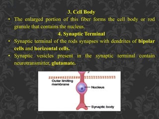 Lectuer retina1 | PPT