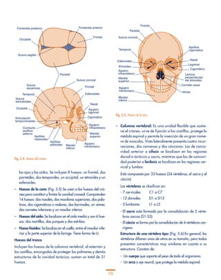 sistema musculo equeletico | PDF