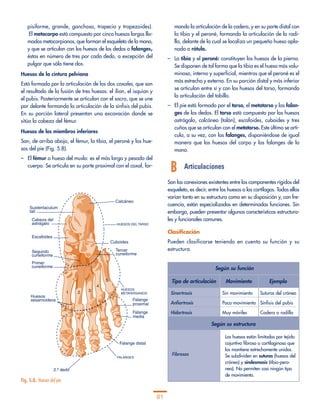 sistema musculo equeletico | PDF