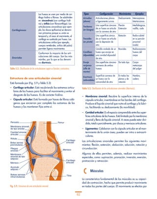 sistema musculo equeletico | PDF