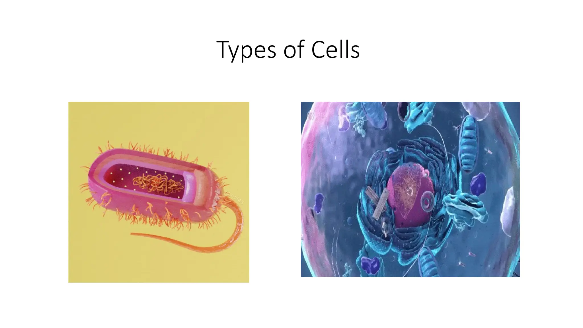scientist of cell biology, what is a cell, 3d image of prokaryotic cell ...