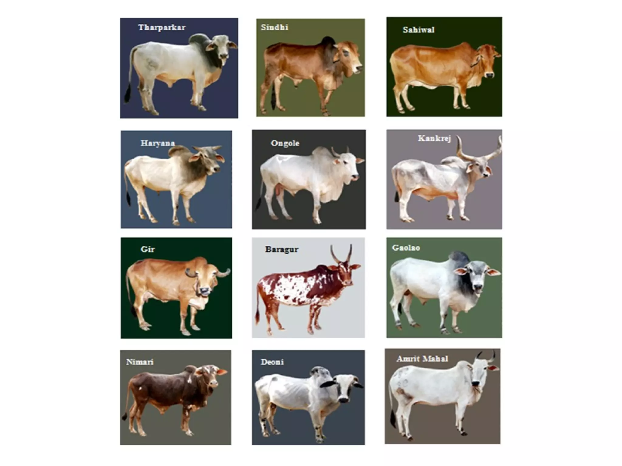 indigenous breeds and their utility | PPT