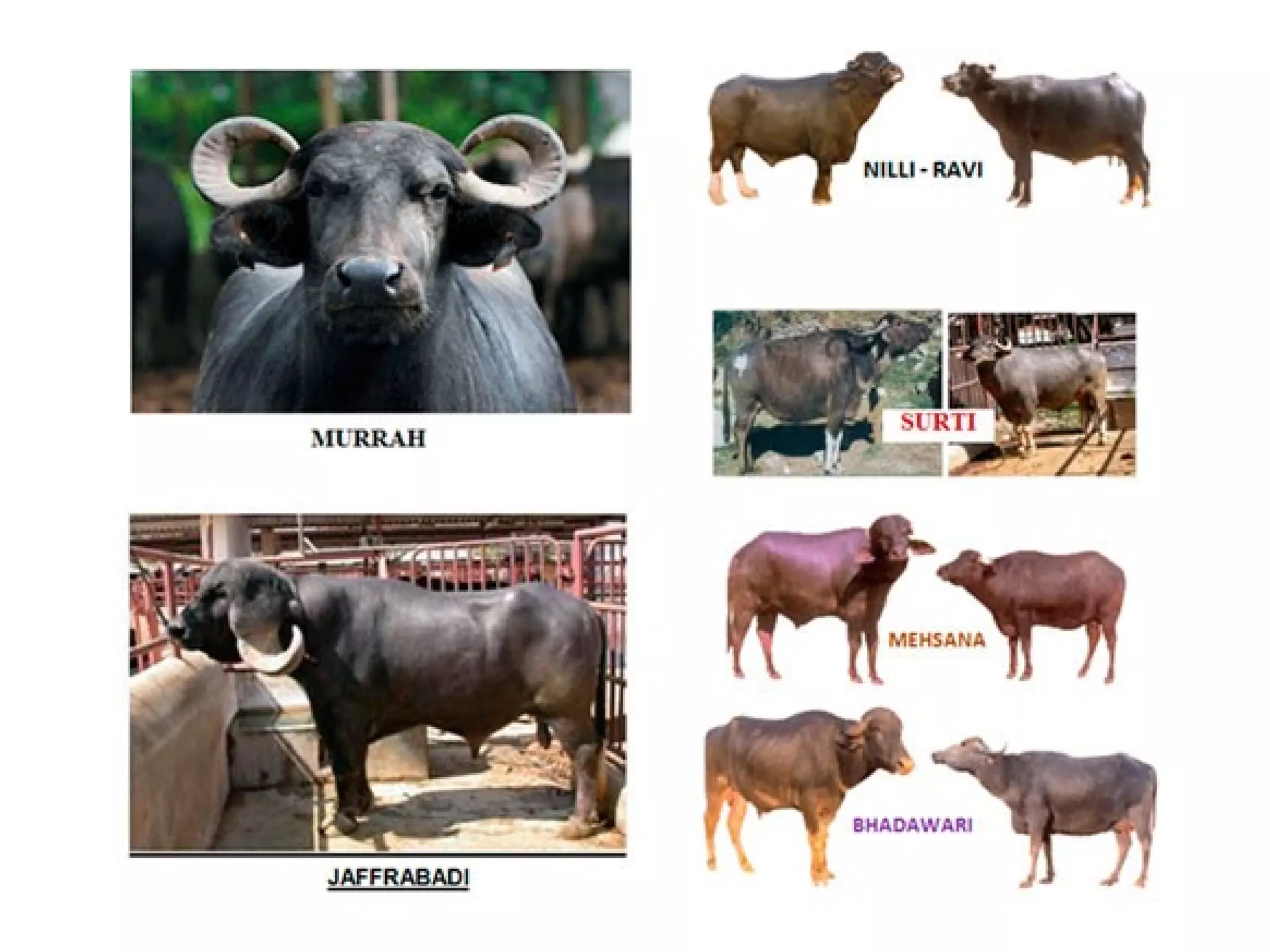indigenous breeds and their utility | PPT