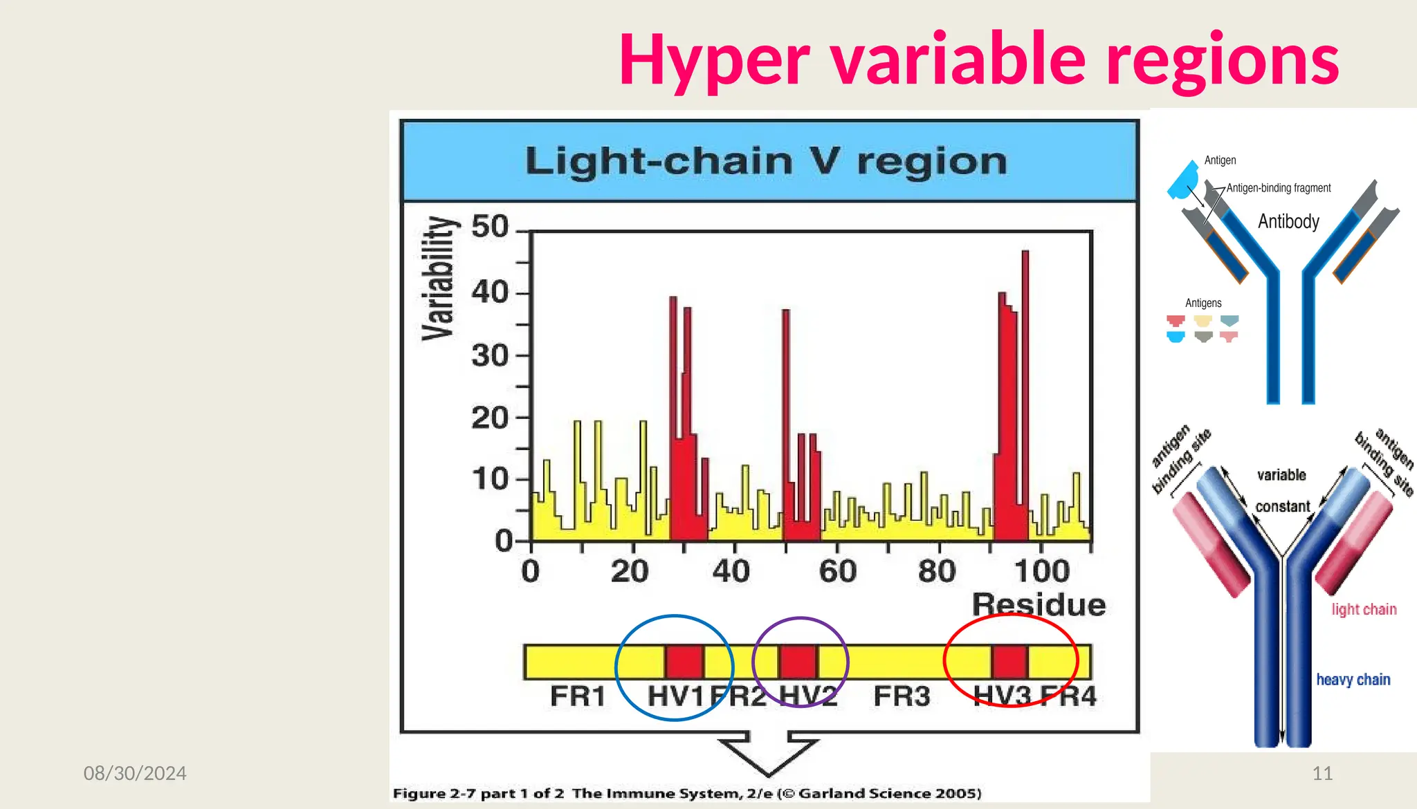 Lecture-10 Immunoglobulins: Their structure and function.pptx