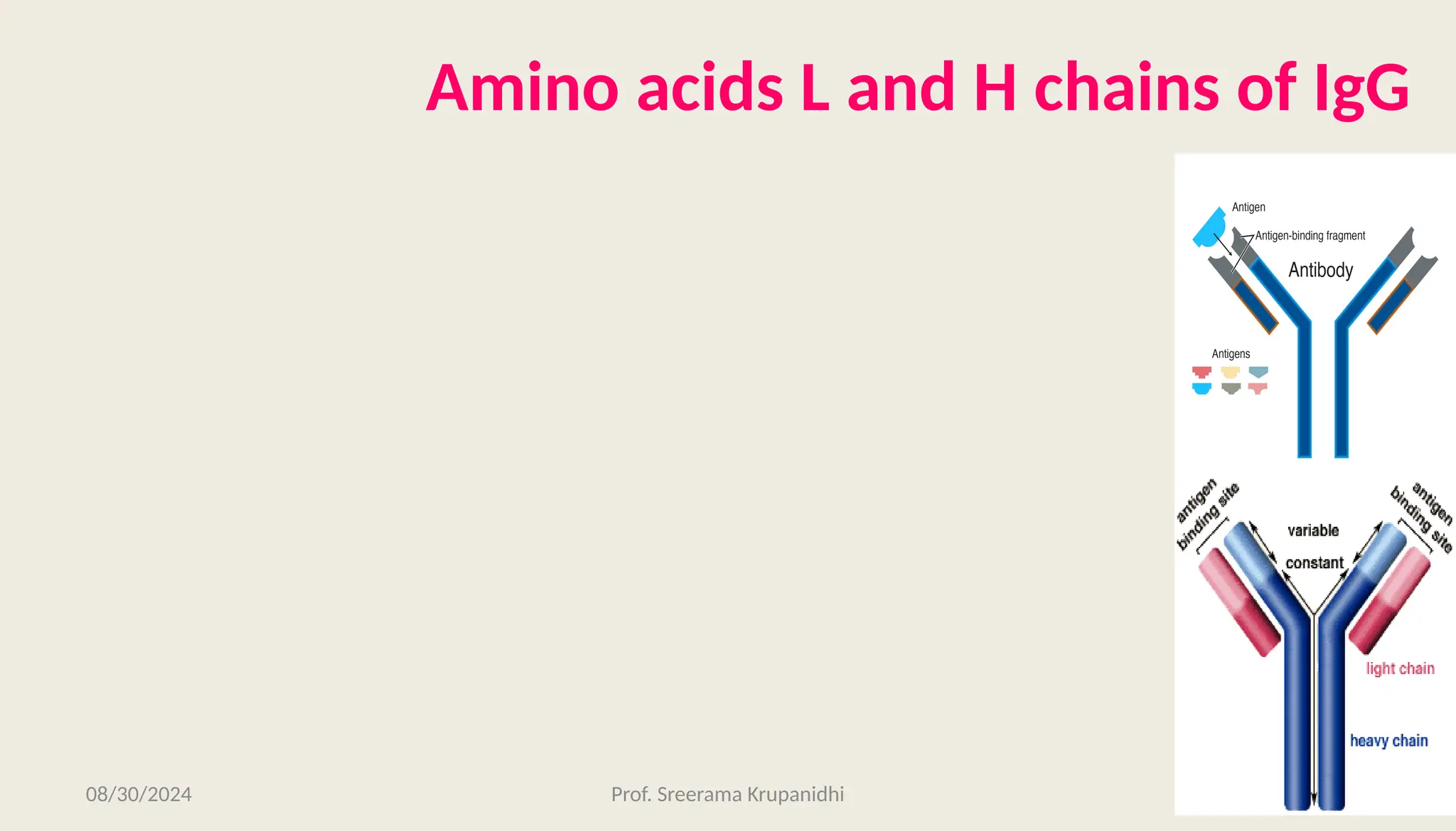 Lecture-10 Immunoglobulins: Their structure and function.pptx