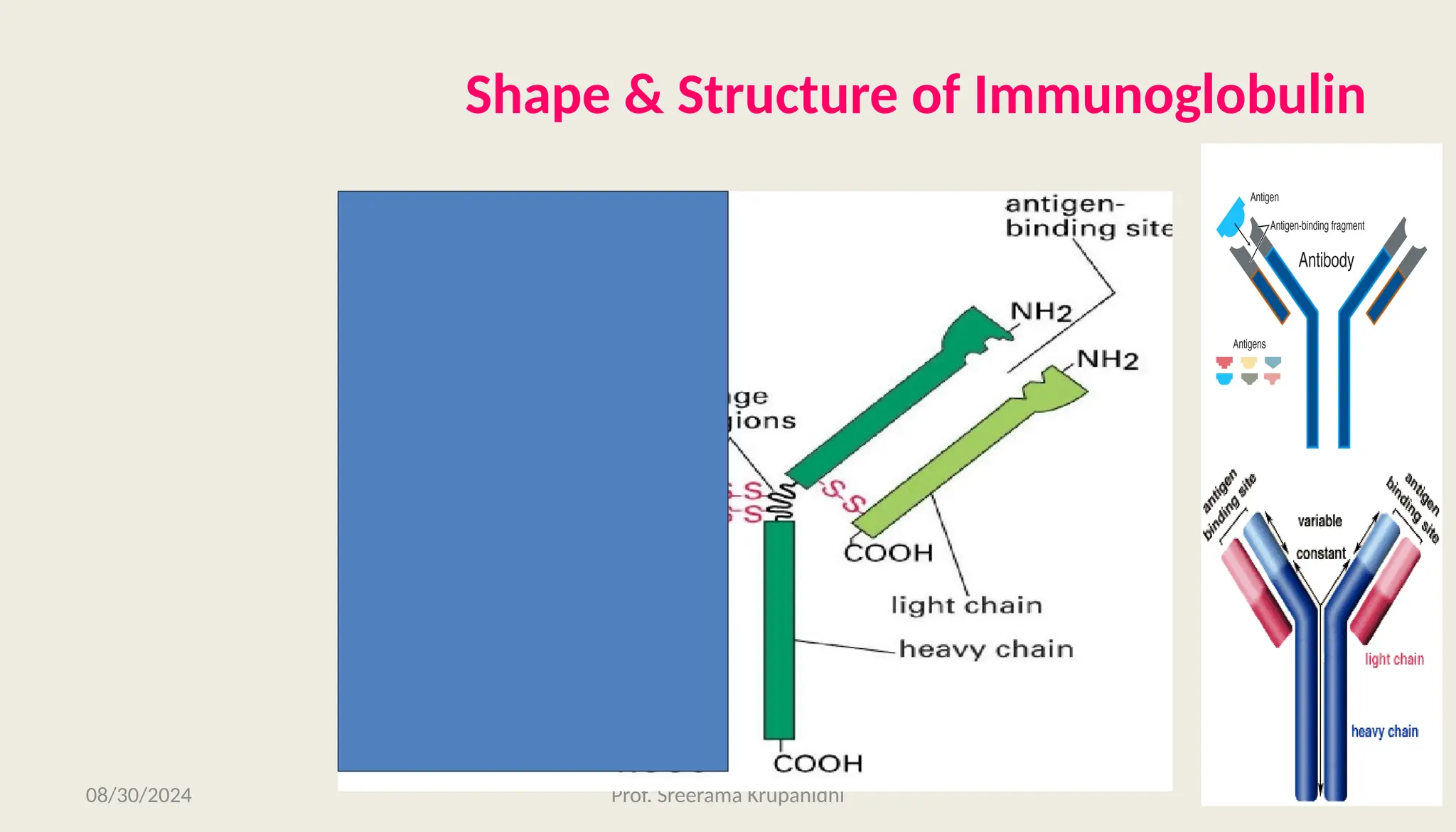Lecture-10 Immunoglobulins: Their structure and function.pptx