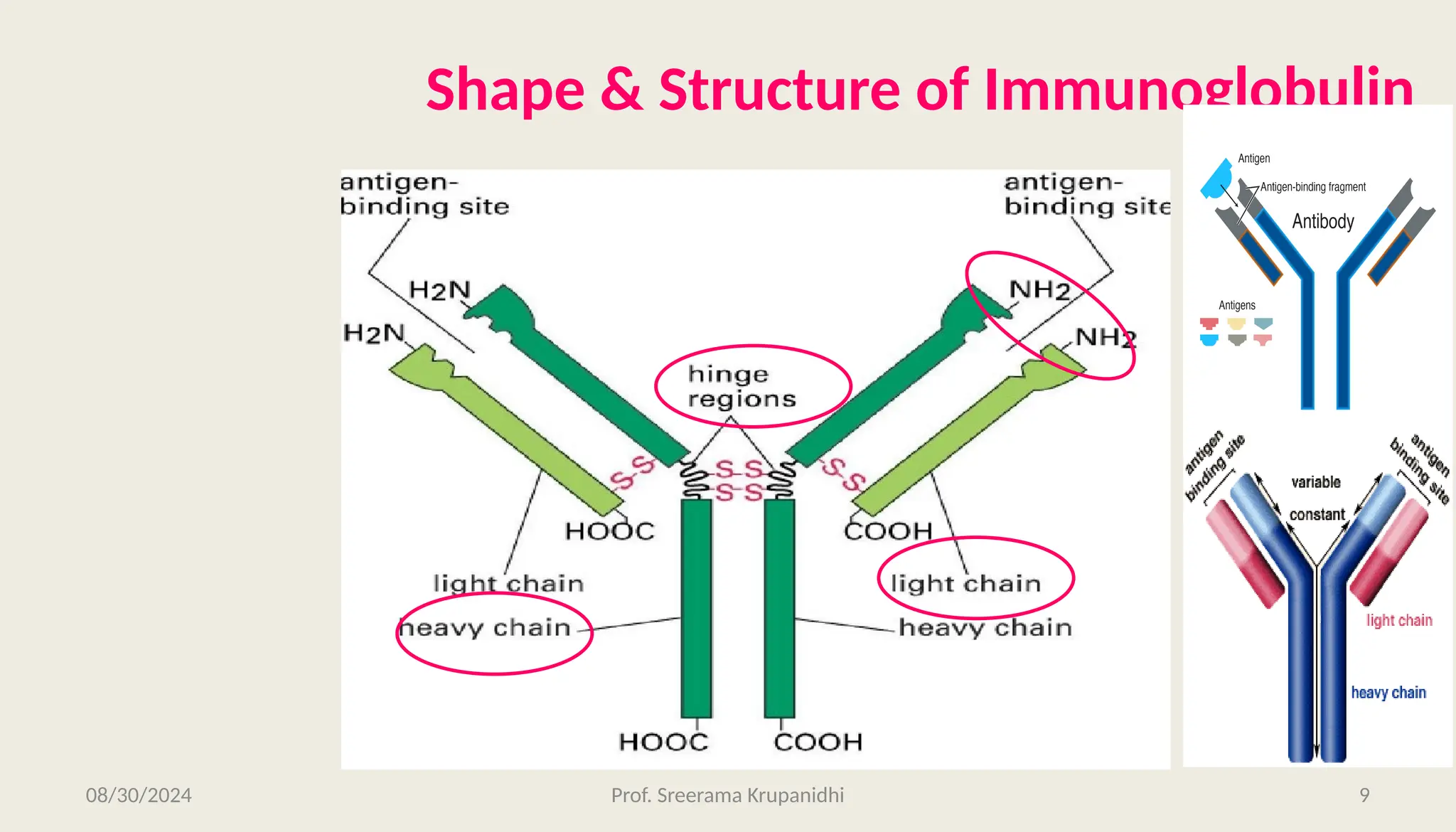 Lecture-10 Immunoglobulins: Their structure and function.pptx