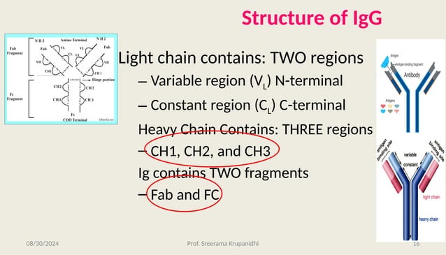 Lecture-10 Immunoglobulins: Their structure and function.pptx | Blood ...
