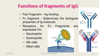 Lecture-10 Immunoglobulins: Their structure and function.pptx