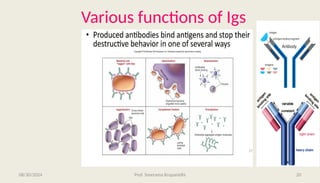 Lecture-10 Immunoglobulins: Their structure and function.pptx