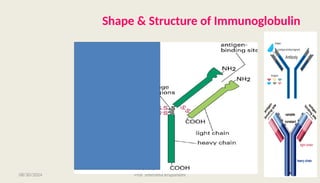 Lecture-10 Immunoglobulins: Their structure and function.pptx