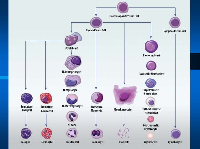 Lecture-11-Benign qualitative white blood cell disorders; benign qualitative WBC disorders ...