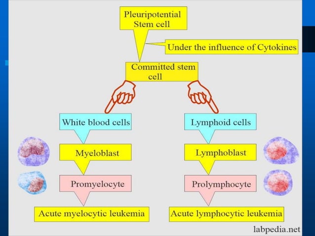 Lecture-11-Benign qualitative white blood cell disorders; benign qualitative WBC disorders ...
