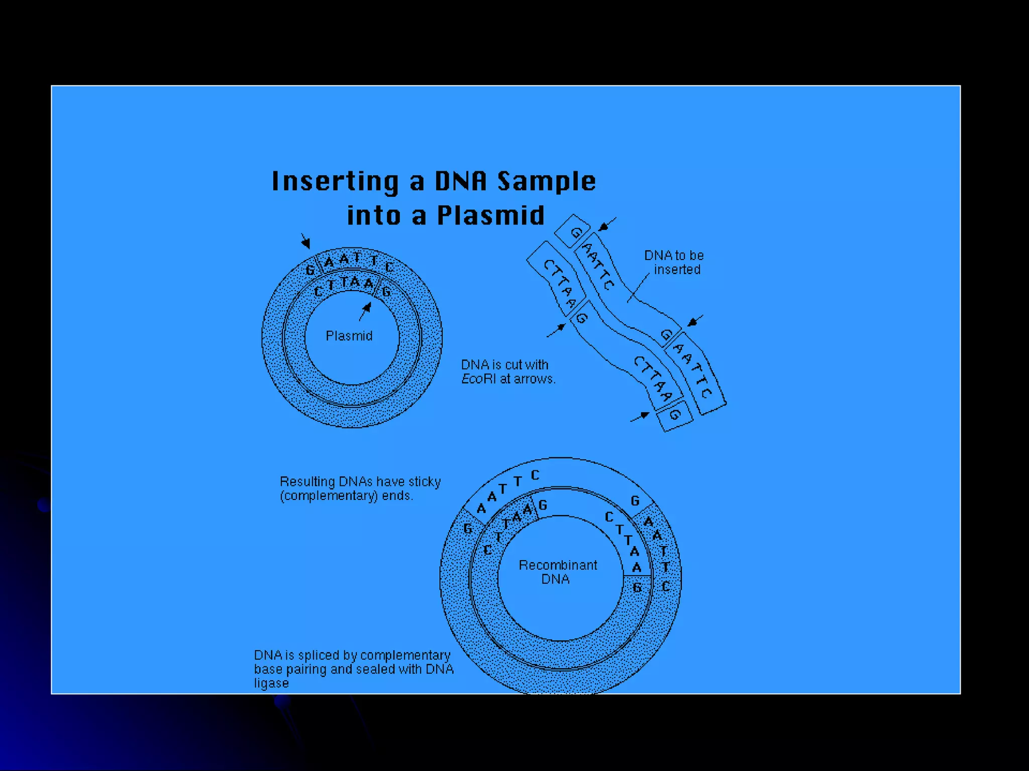 Lecture 11 Recombinant Dna Tech | PPT