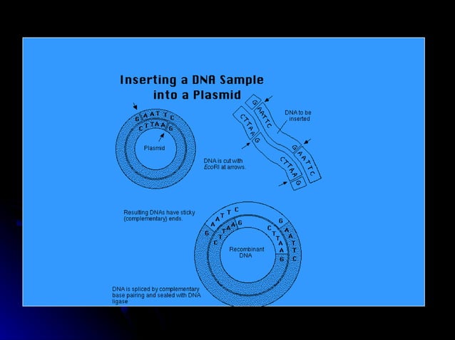 Lecture 11 Recombinant Dna Tech | PPT