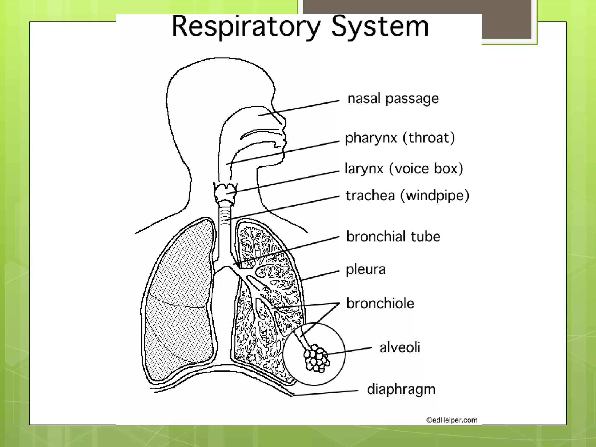 Lecture 11 respiratory system | PPT