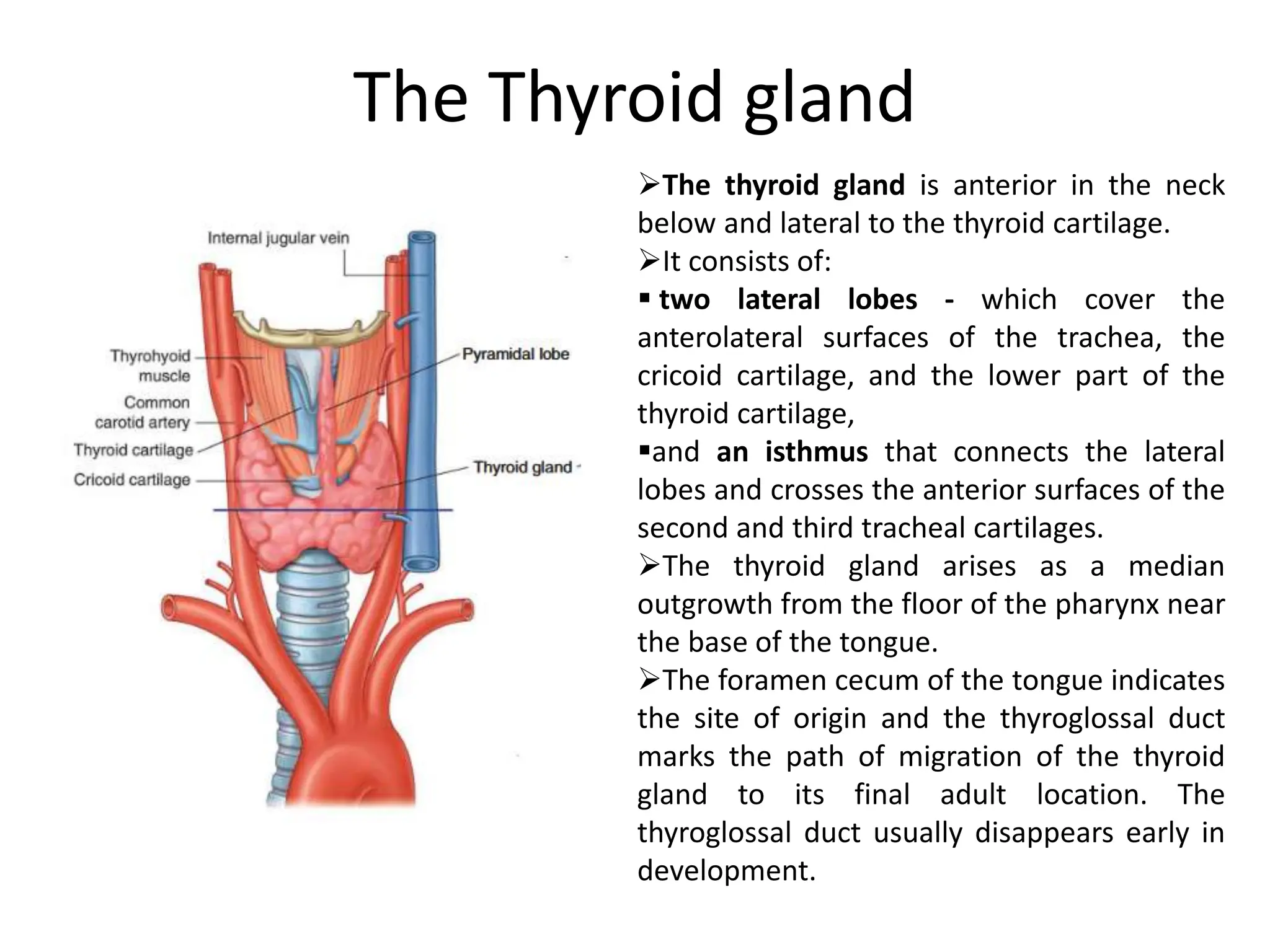 Endocrine system anatomy pituitary thyroid parathyroid.pptx