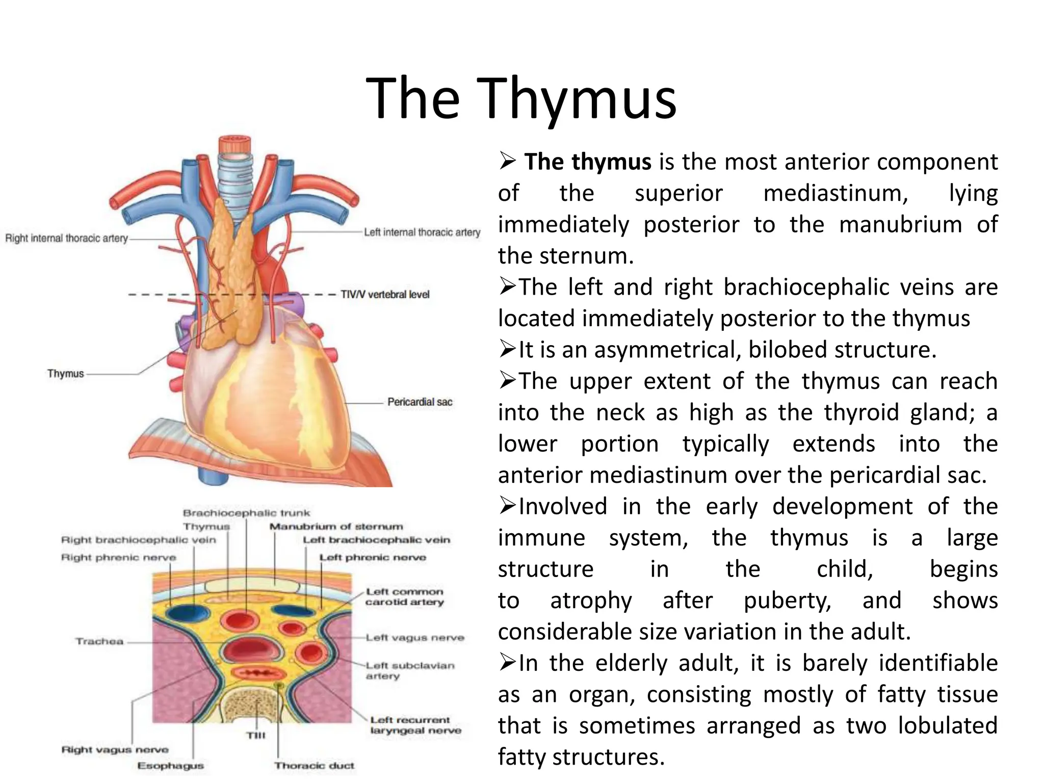 Endocrine system anatomy pituitary thyroid parathyroid.pptx