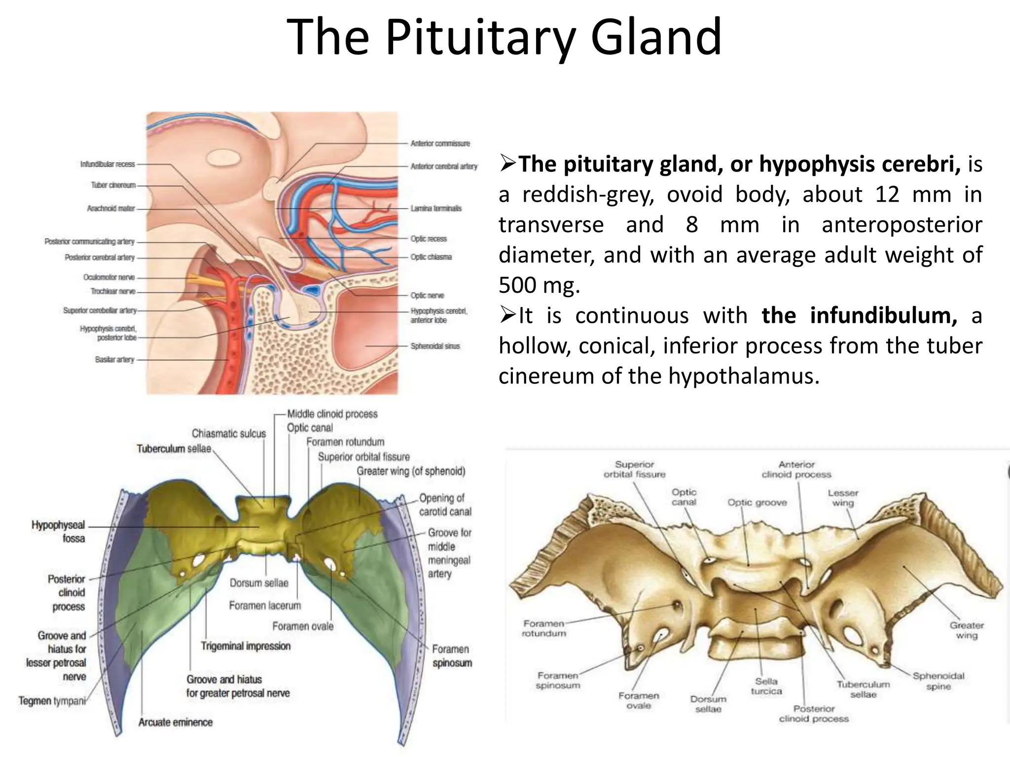 Endocrine system anatomy pituitary thyroid parathyroid.pptx
