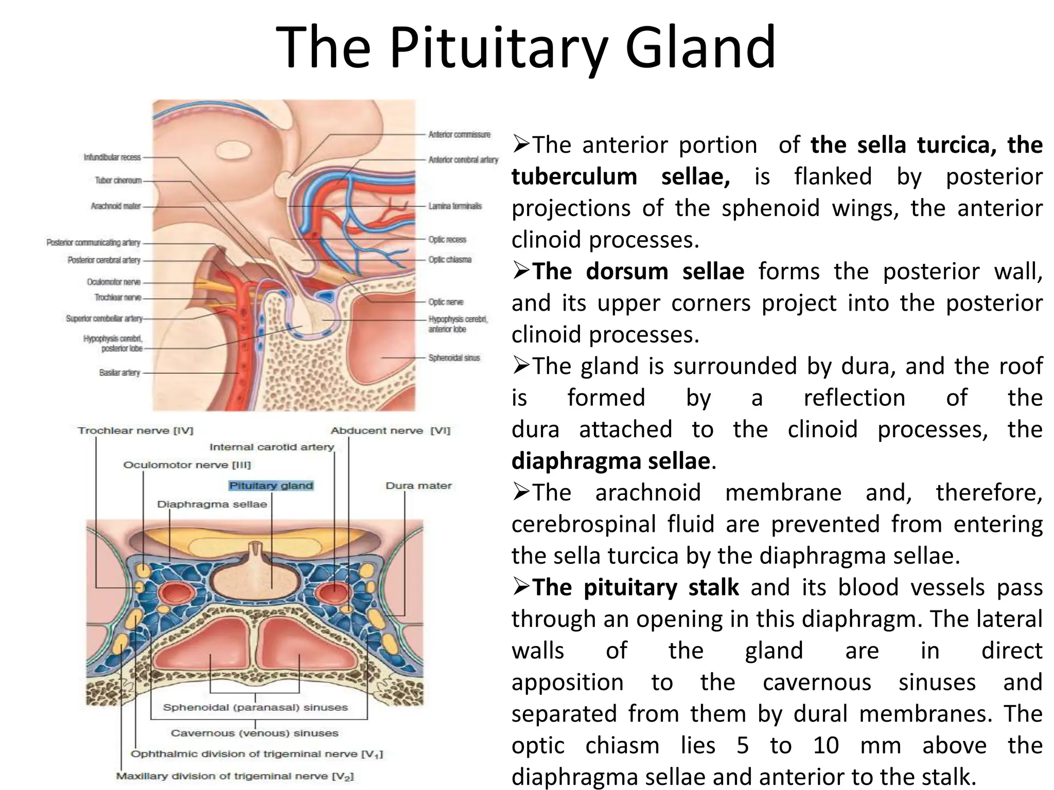 Endocrine System Anatomy Pituitary Thyroid Parathyroid Pptx
