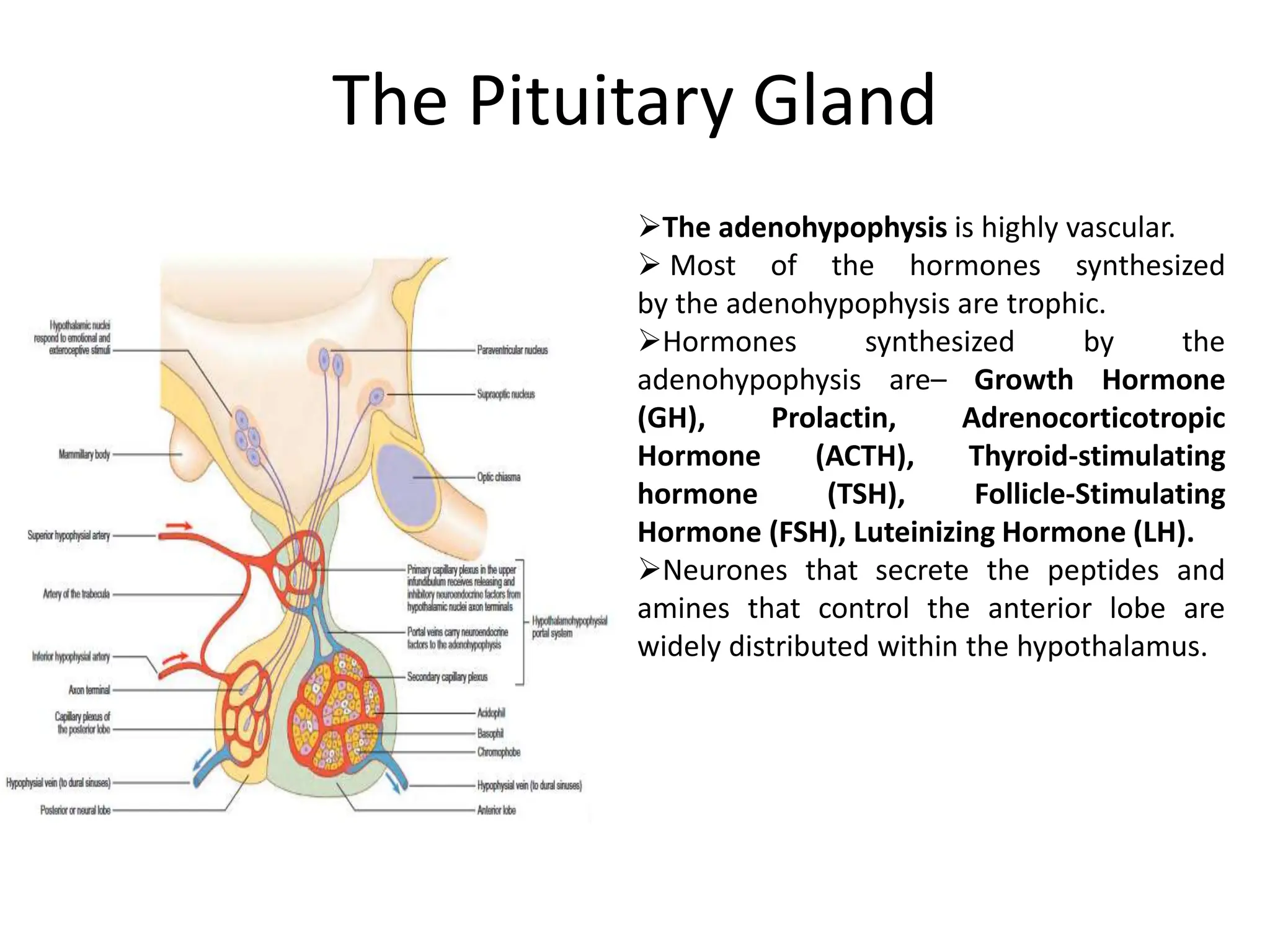 Endocrine system anatomy pituitary thyroid parathyroid.pptx
