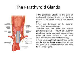 Endocrine system anatomy pituitary thyroid parathyroid.pptx