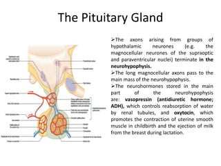 Endocrine system anatomy pituitary thyroid parathyroid.pptx