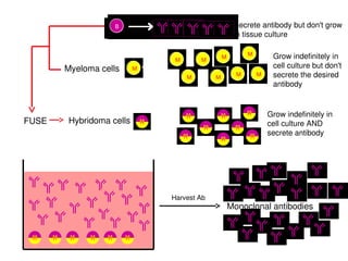 Lecture-12-Hybridoma-technique.ppt class | PPT