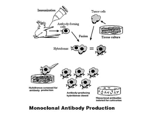 Lecture-12-Hybridoma-technique.ppt class | PPT