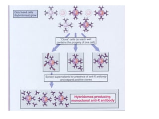 Lecture-12-Hybridoma-technique.ppt class | PPT