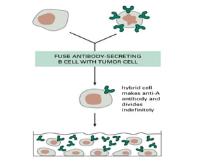 Lecture-12-Hybridoma-technique.ppt class | PPT
