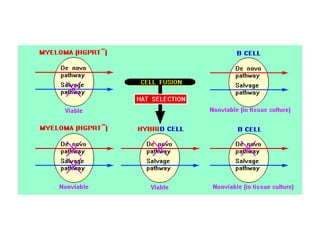 Lecture-12-Hybridoma-technique.ppt class | PPT