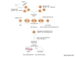 Lecture-12-Hybridoma-technique.ppt class | PPT | Chemistry | Science