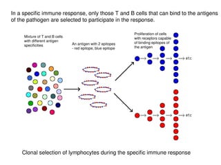 Lecture-12-Hybridoma-technique.ppt class | PPT