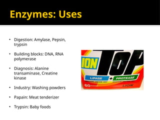 Enzyme basic information and working of enzyme | PPT