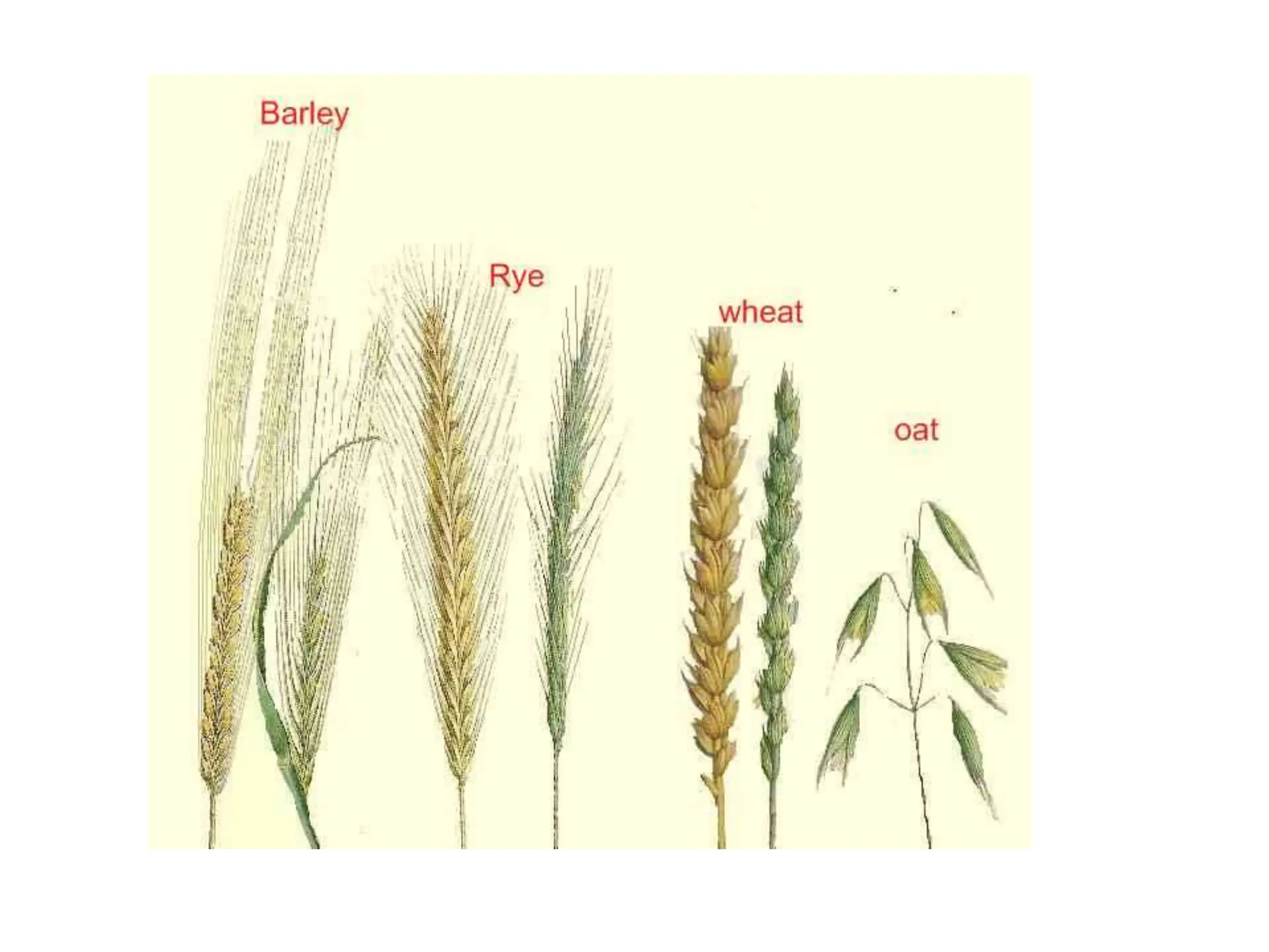 Bakery science and Confectionery Technology | PPTX