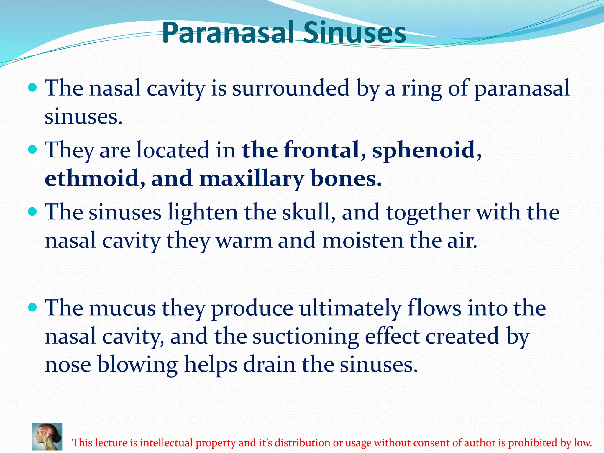 Respiratory System PPT, Anatomy and Physiology | PPTX
