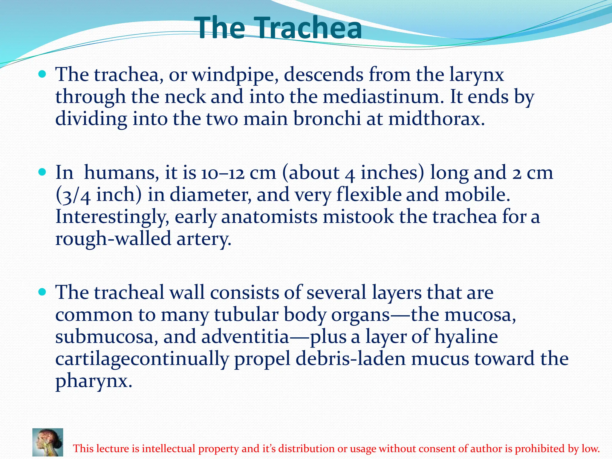 Respiratory System PPT, Anatomy and Physiology | PPTX