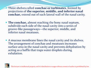 Respiratory System PPT, Anatomy and Physiology | PPTX