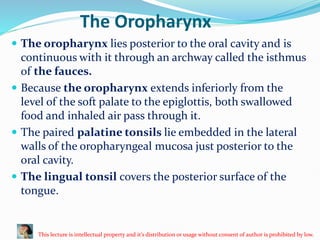 Respiratory System PPT, Anatomy and Physiology | PPTX