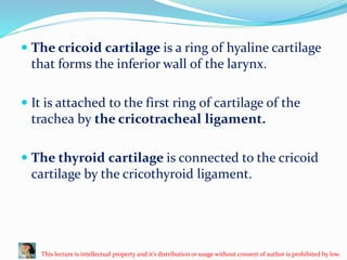 Respiratory System PPT, Anatomy and Physiology | PPTX