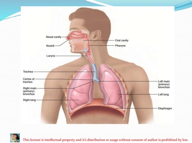 Respiratory System PPT, Anatomy and Physiology | PPT