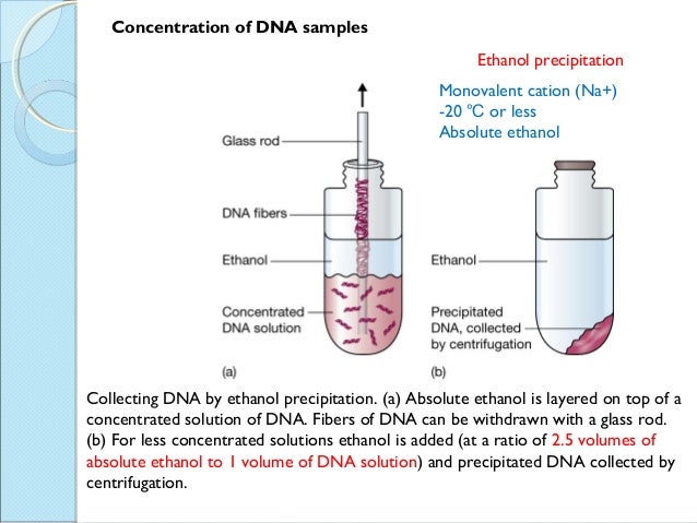 Dna Od Concentration – Dna Absorption Chart – DEMWSJ