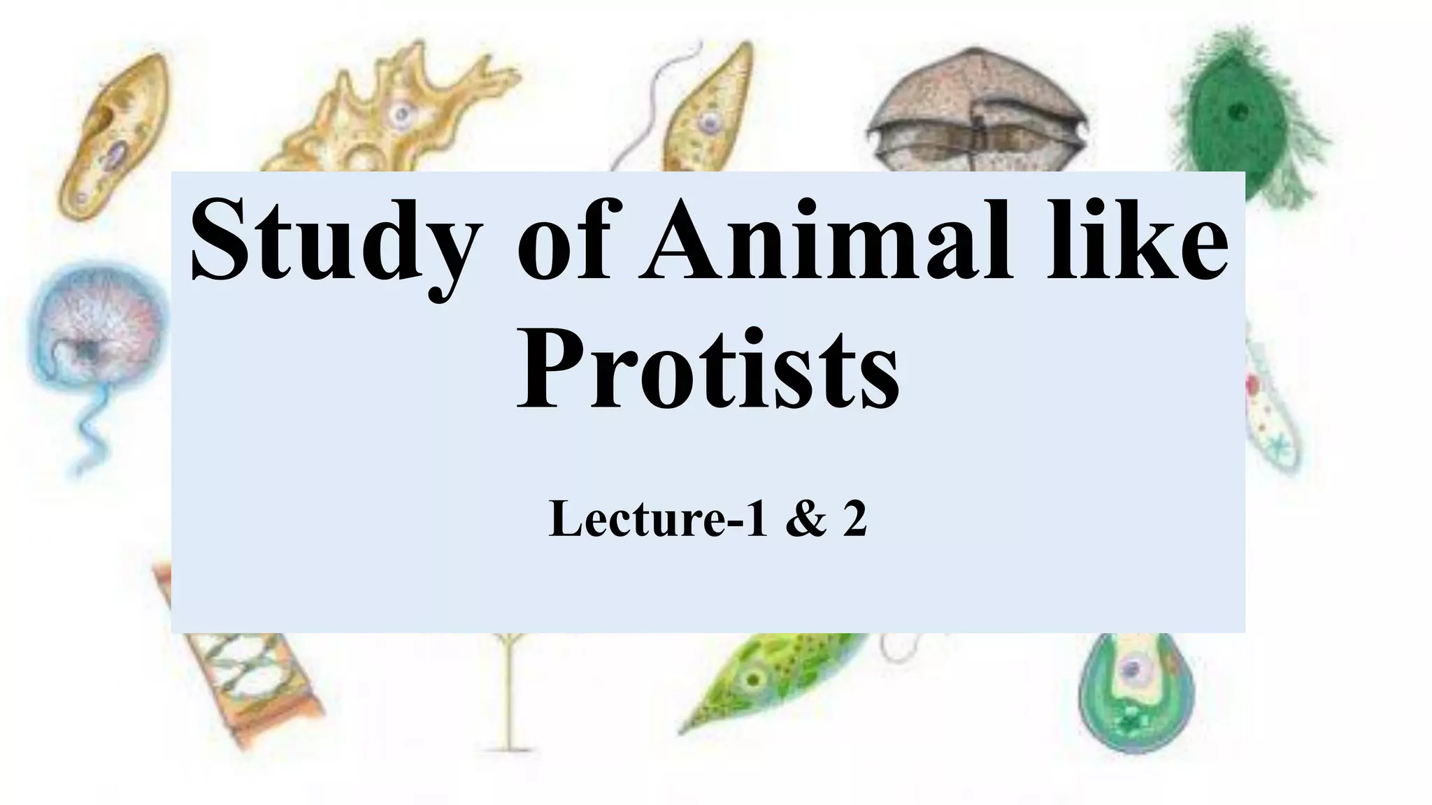 Lecture 1 2 protists | PPT