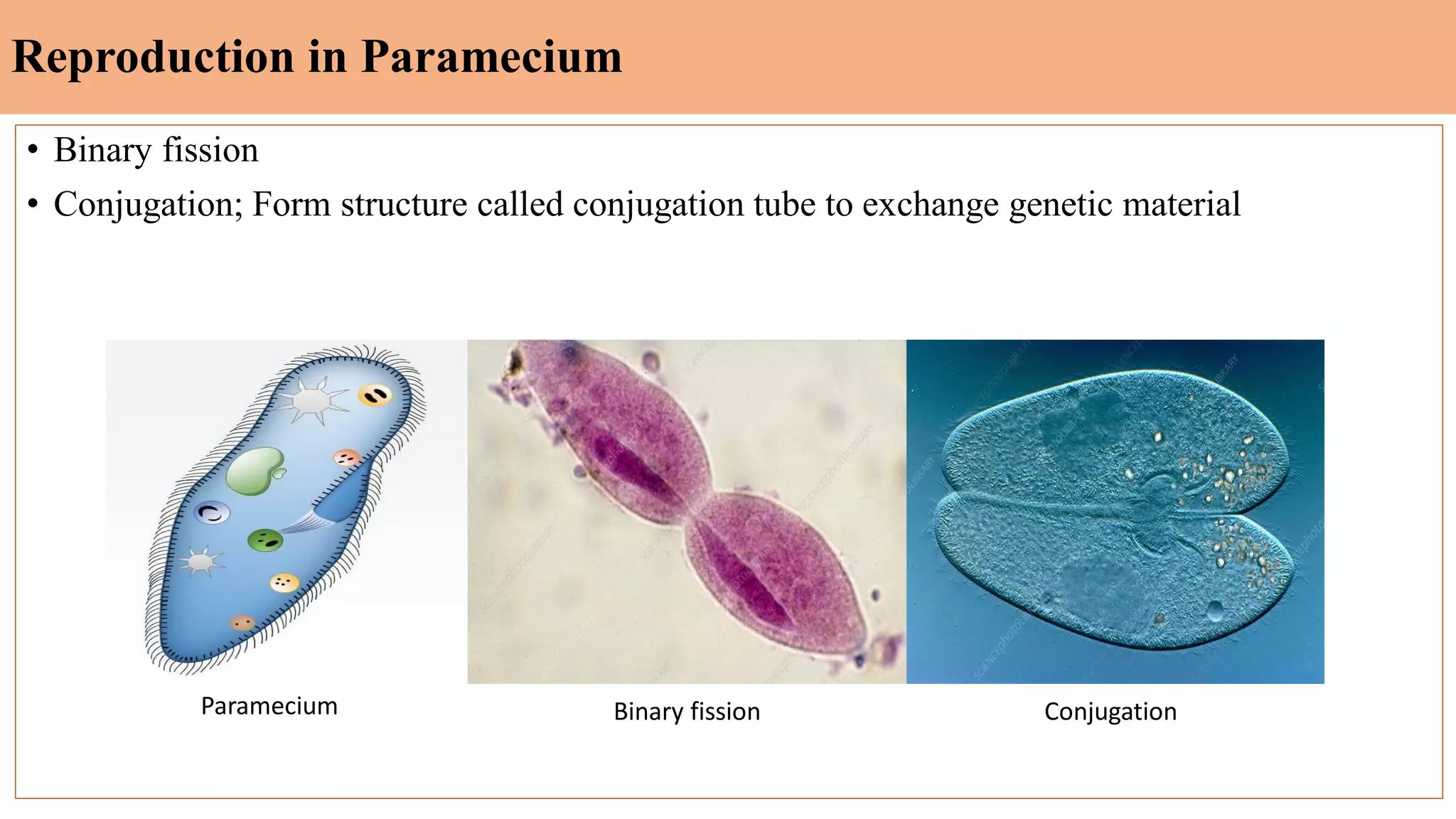 Lecture 1 2 protists | PPT