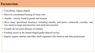 Lecture 1 2 protists | PDF