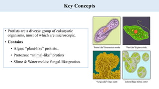 Lecture 1 2 protists | PPT